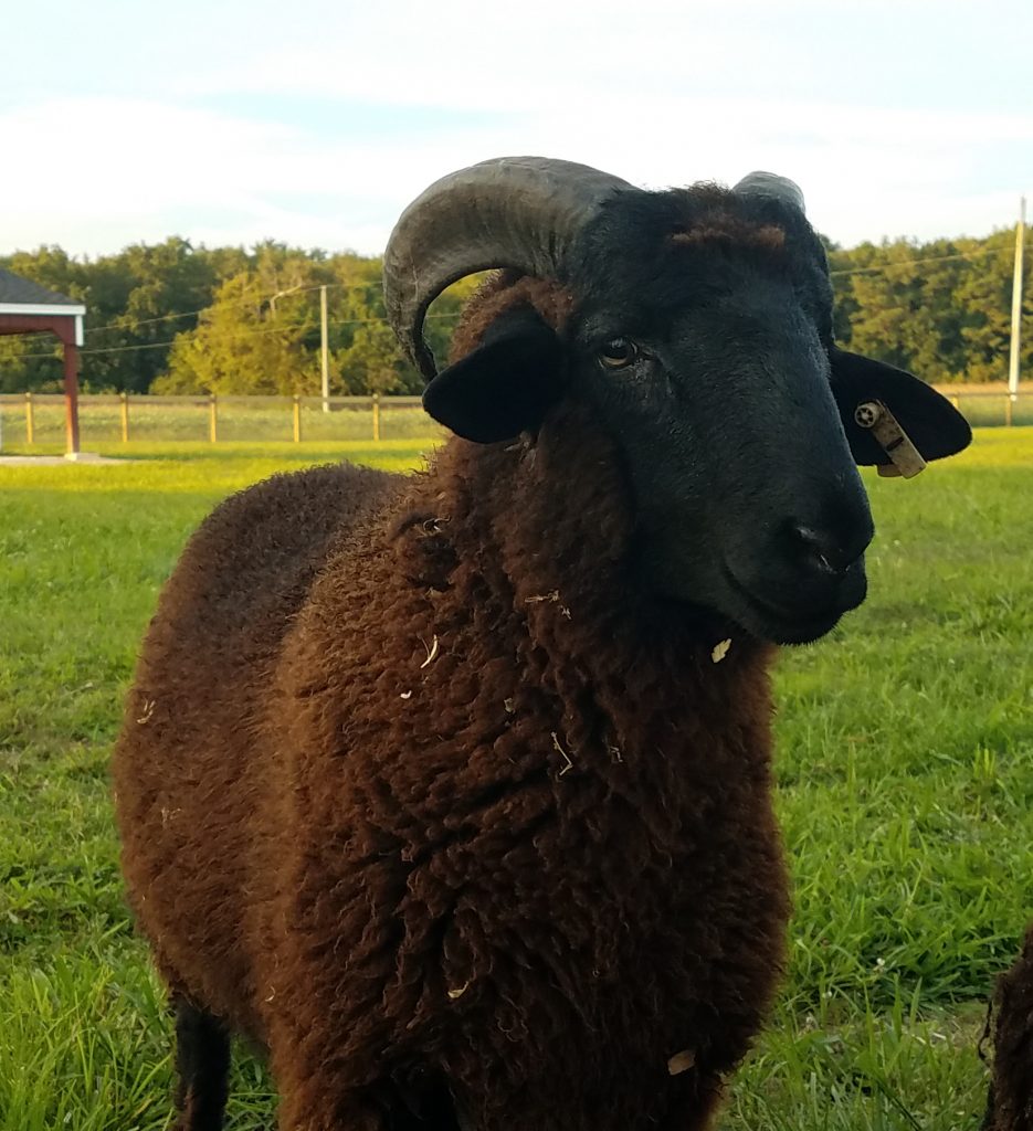 5 Critical Sheep Breeds for the Homestead - Countryside